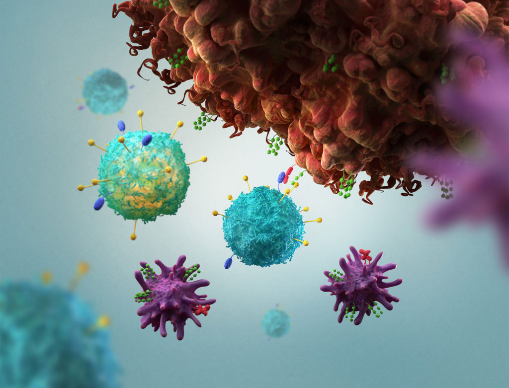 T Cells - The Operators Creative Ltd