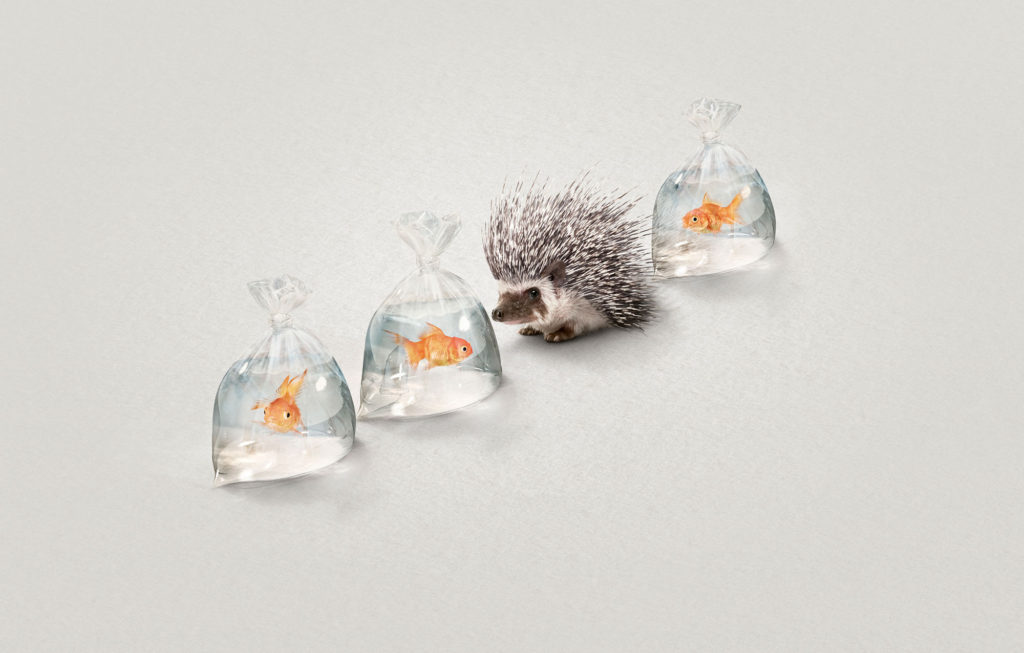 Volkswagen Hedgehog - The Operators Creative Ltd